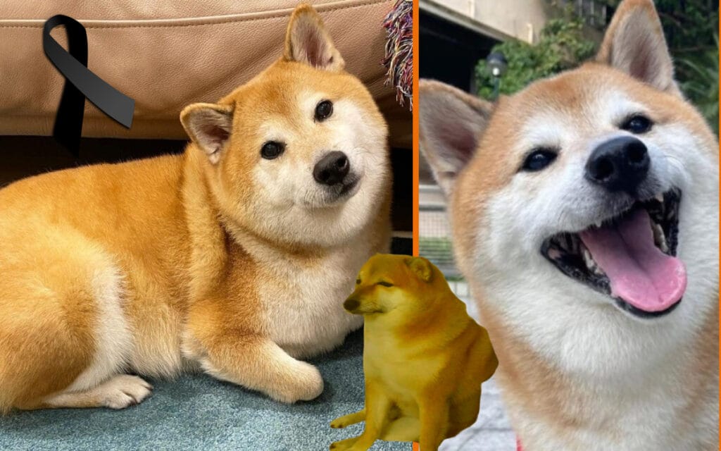 ¡Vuela alto Cheems! Fallece el famoso perrito de los memes