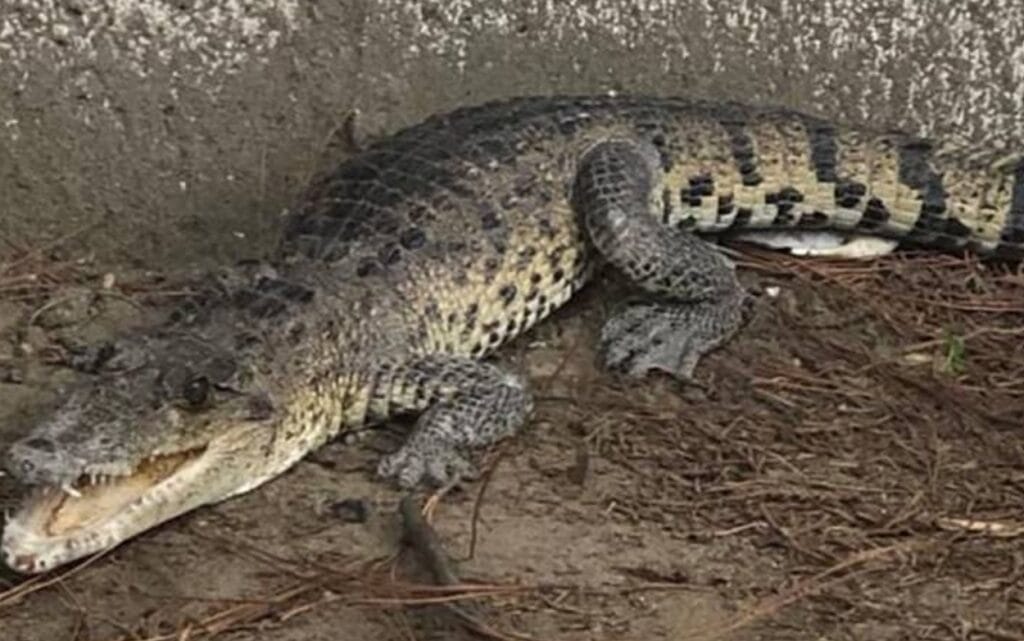 Capturan a cocodrilo que entró a un kínder; los maestros estaban aterrados
