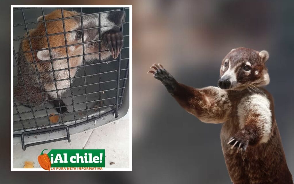 Yucatán. Rescate de un tejón en la colonia San José Tzal de Kanasín (VÍDEO)