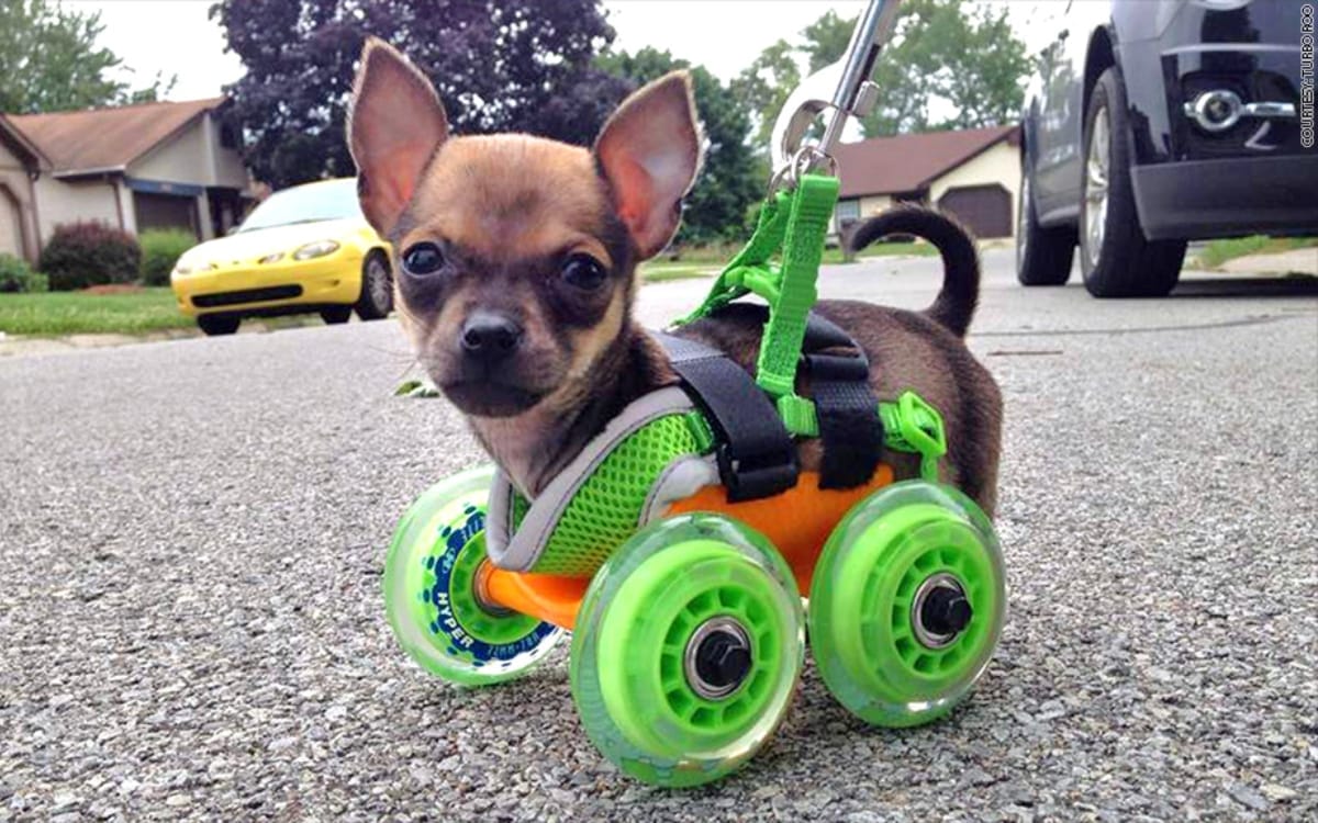 Cachorrito nace sin patas delanteras y le construyen una silla de ...