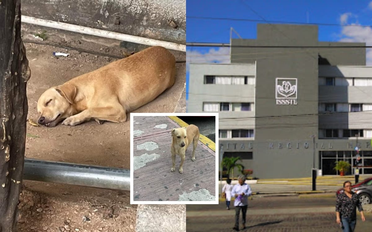 Yucatán. El Hachiko yucateco: Perro afuera hospital ISSSTE de Pensiones ...
