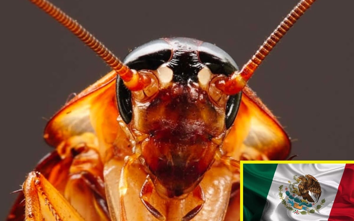 ¡Súper cucaracha aterroriza México!: Advierten que el insecto se ...