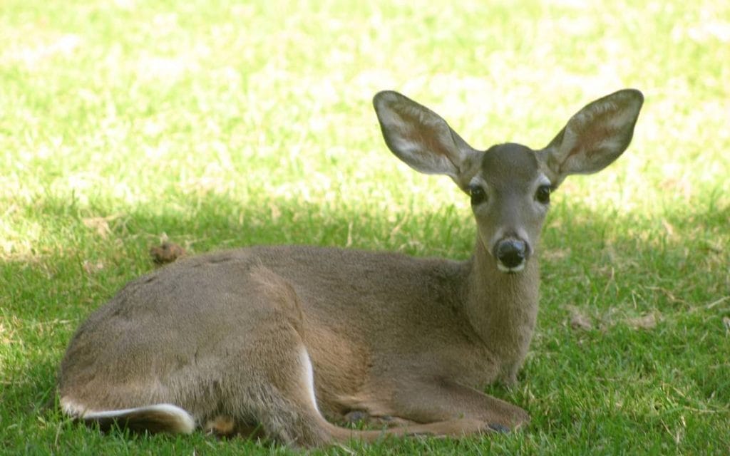 Venado cola blanca en Yucatán: El mágico ser que ronda entre los montes ...