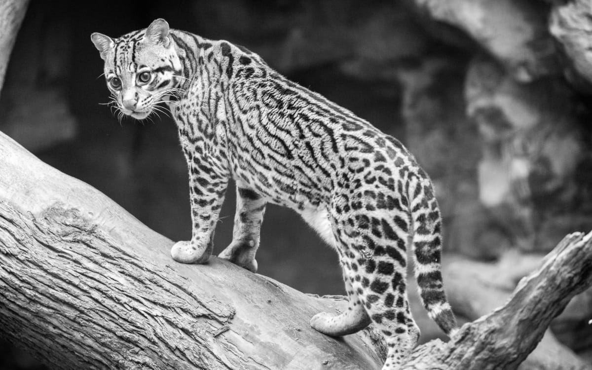 Atropellan a un ocelote en la carretera Mérida - Pisté: Señalan que ...