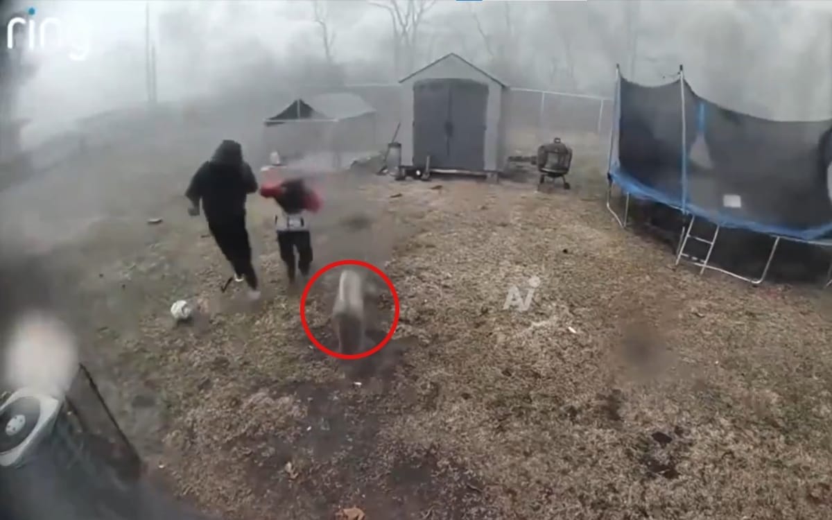 (VIDEO) Familia pone a salvo a su perrito segundos antes de que un ...