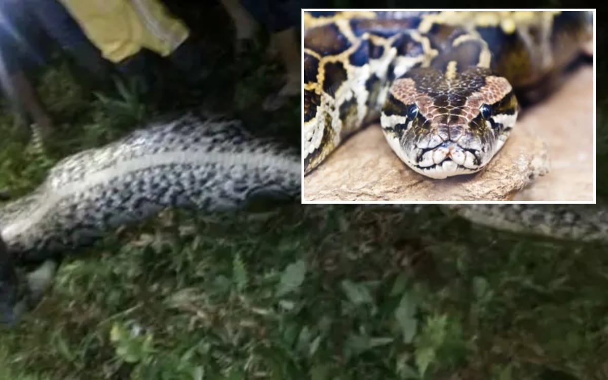VIDEO MUY FUERTE: Pitón de 8 metros se tragó vivo a un hombre de 61 ...