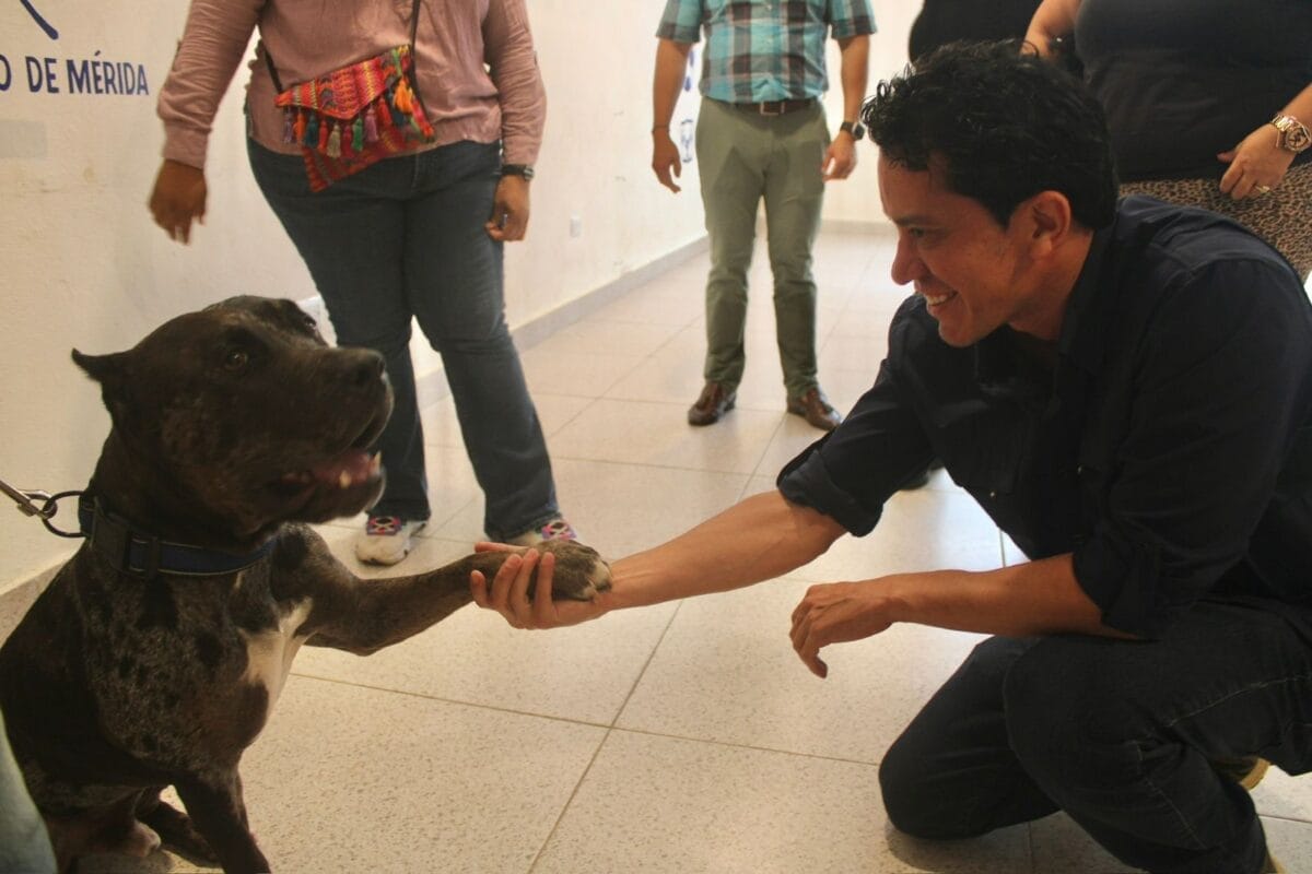 Perrito Zeus regresa a su hogar tras concluir seguimiento de la UPA